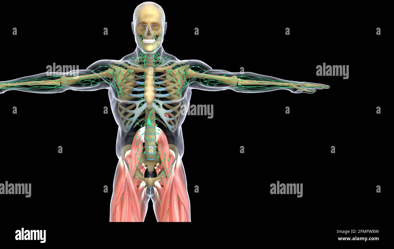 human organ system anatomy 3d illustration Stock Photo - Alamy