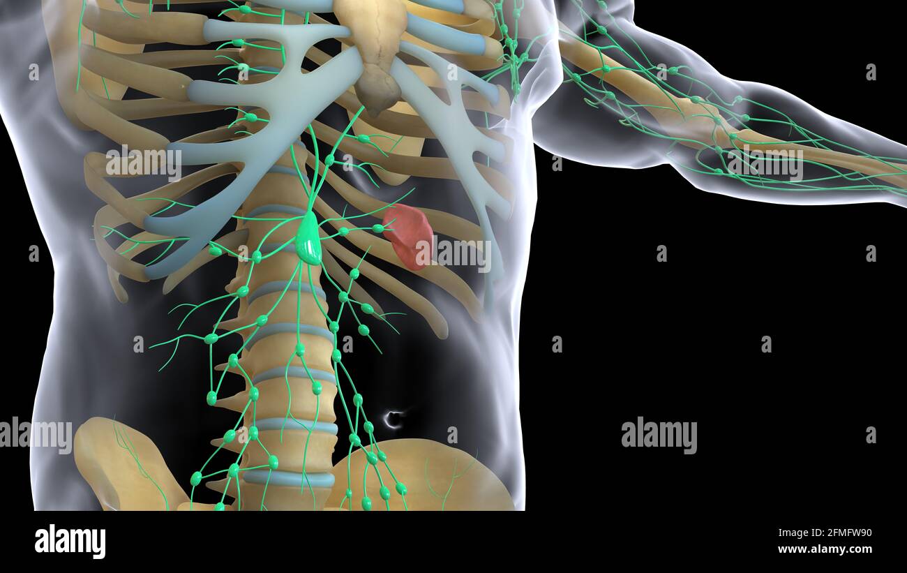 human organ system anatomy 3d illustration Stock Photo - Alamy