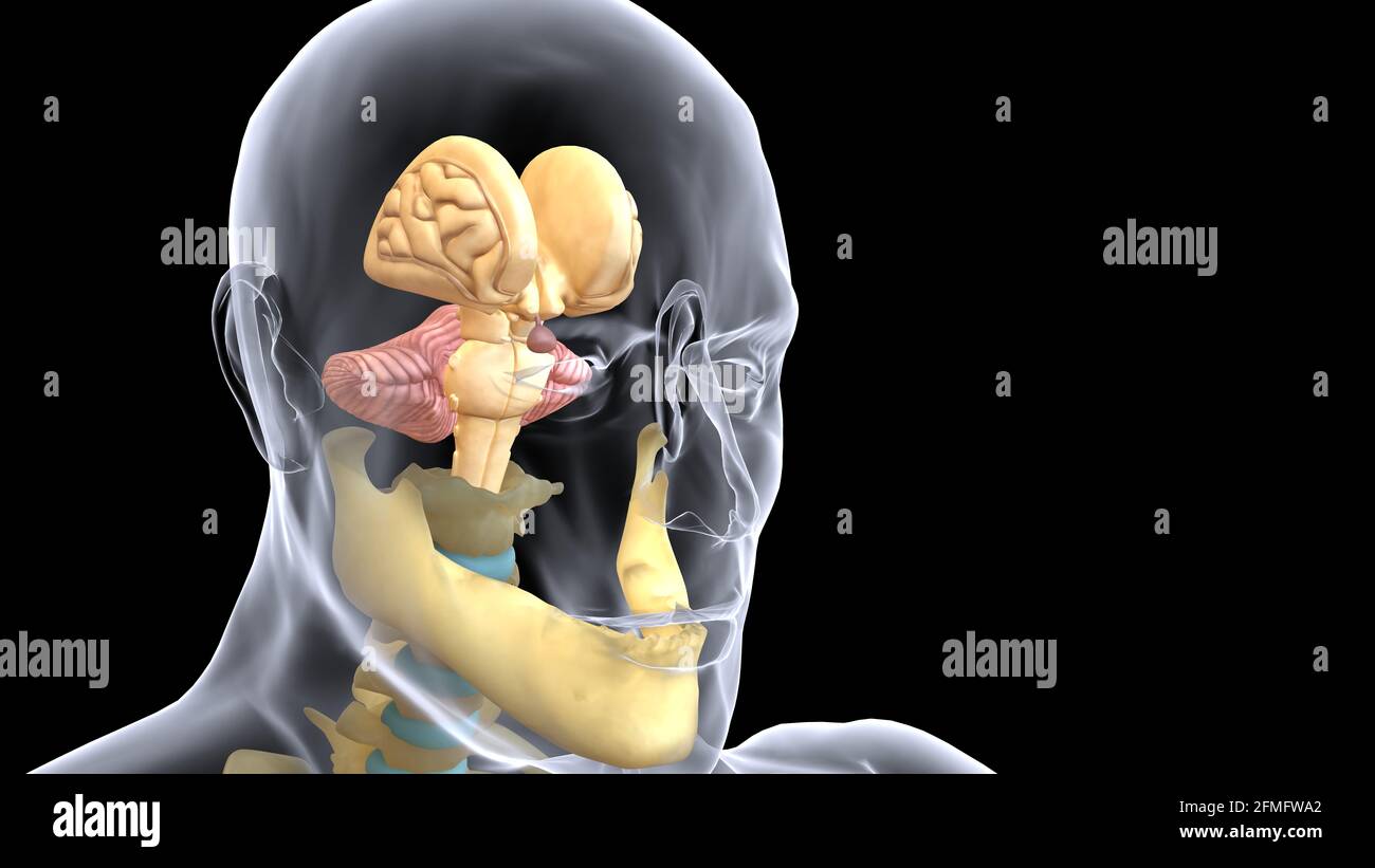 human organ system anatomy 3d illustration Stock Photo - Alamy