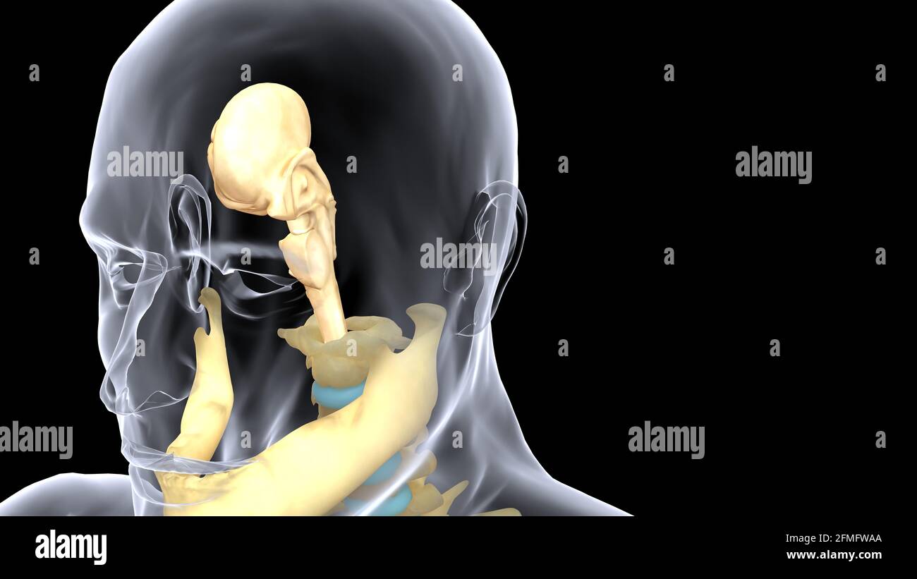 human organ system anatomy 3d illustration Stock Photo - Alamy