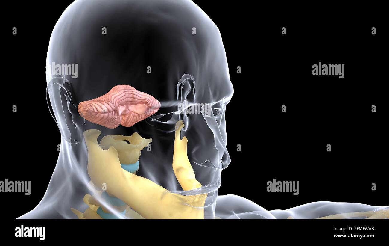 human organ system anatomy 3d illustration Stock Photo - Alamy