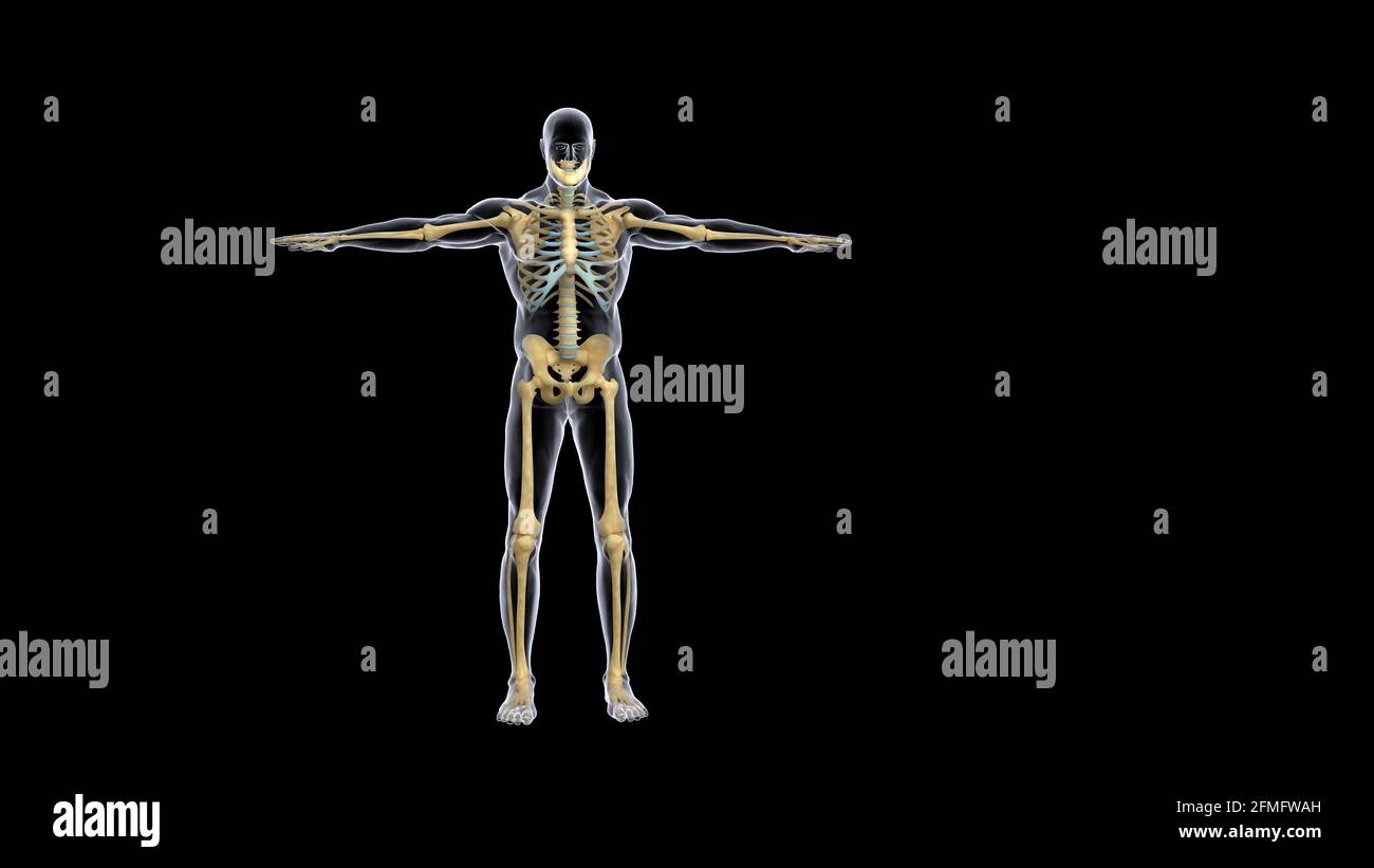 human organ system anatomy 3d illustration Stock Photo - Alamy