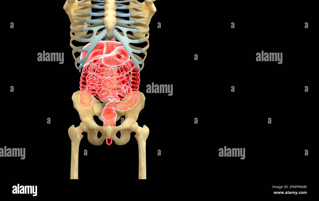 human organ system anatomy 3d illustration Stock Photo - Alamy