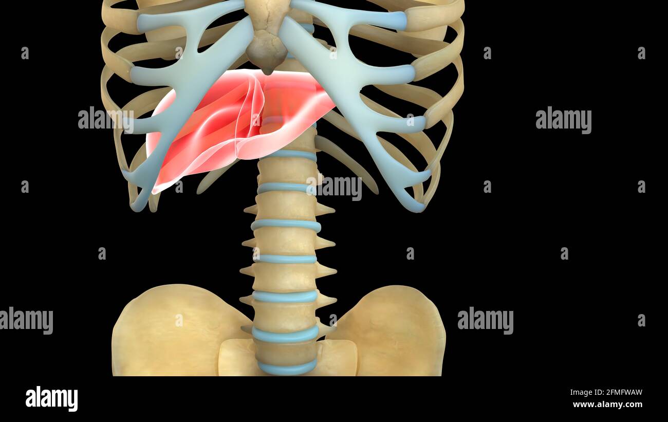 human organ system anatomy 3d illustration Stock Photo - Alamy