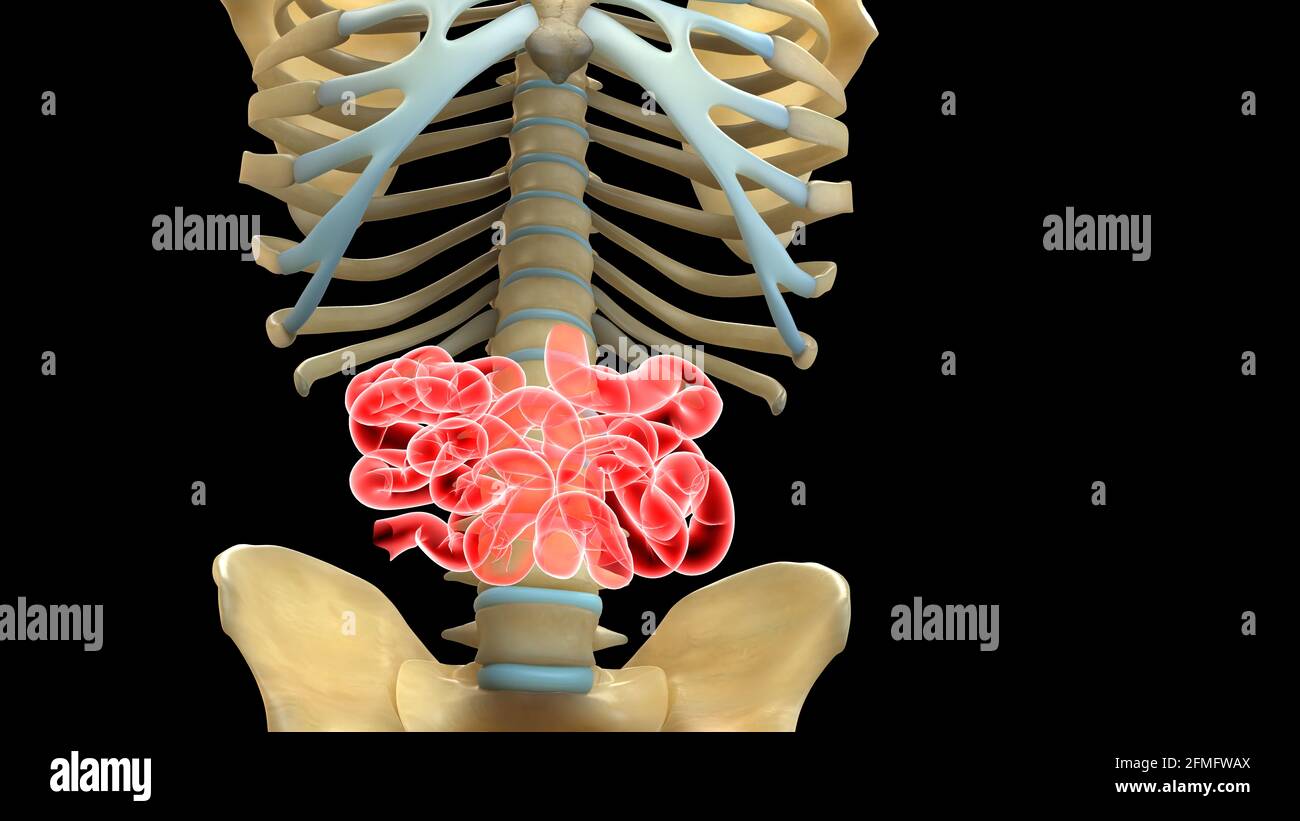 human organ system anatomy 3d illustration Stock Photo - Alamy