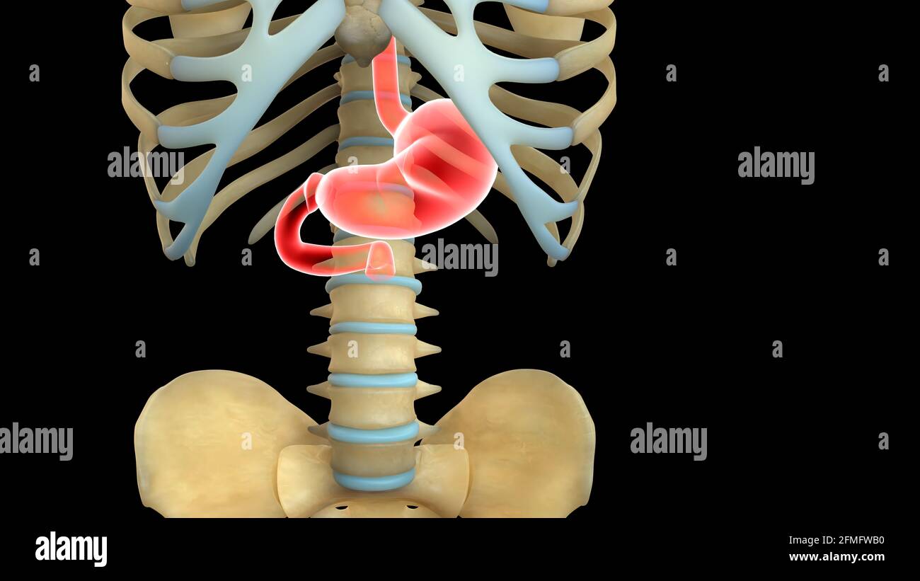 human organ system anatomy 3d illustration Stock Photo - Alamy