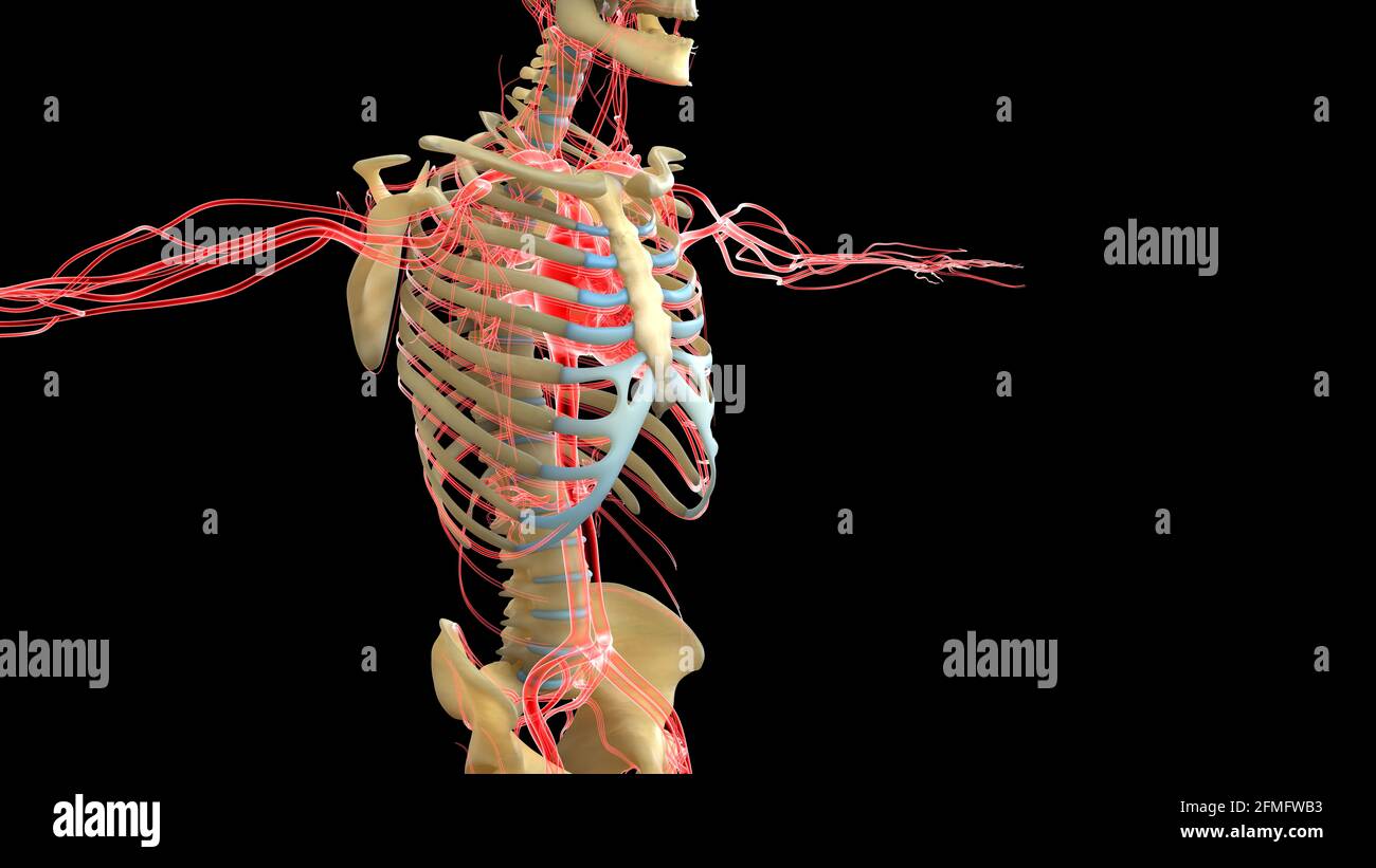 human organ system anatomy 3d illustration Stock Photo - Alamy