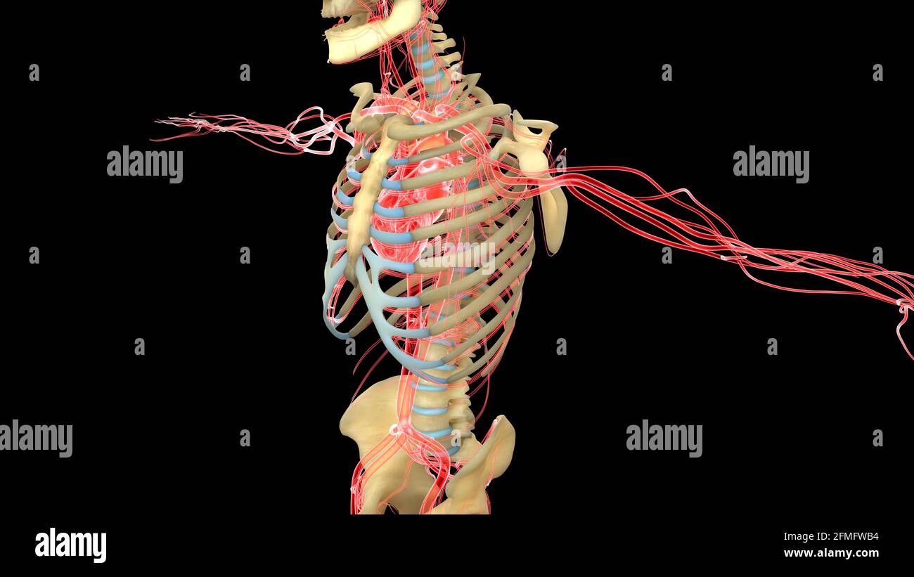 human organ system anatomy 3d illustration Stock Photo - Alamy
