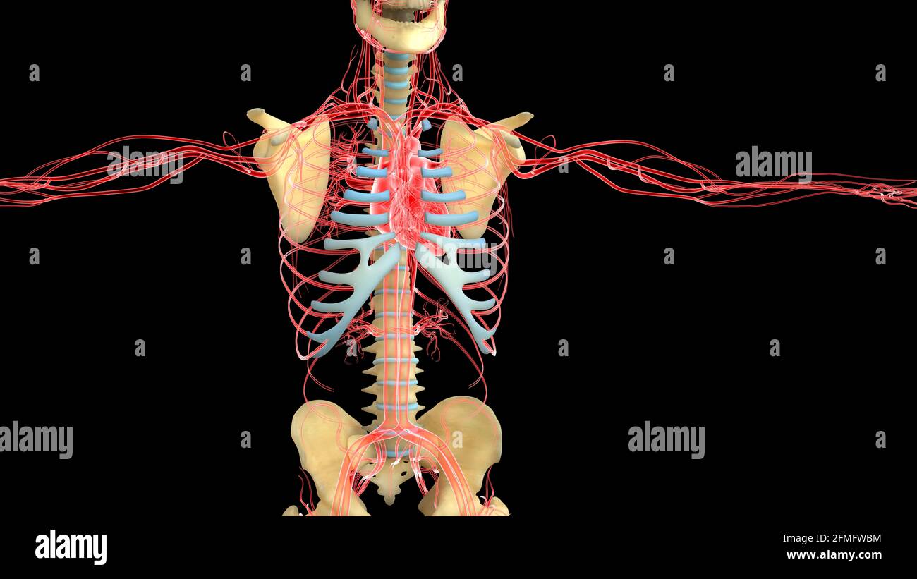 human organ system anatomy 3d illustration Stock Photo - Alamy