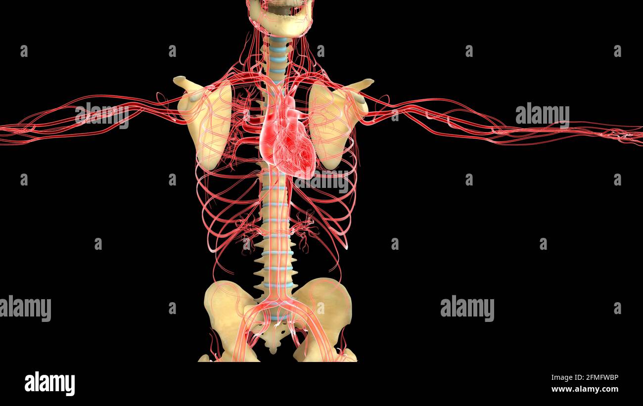 human organ system anatomy 3d illustration Stock Photo - Alamy