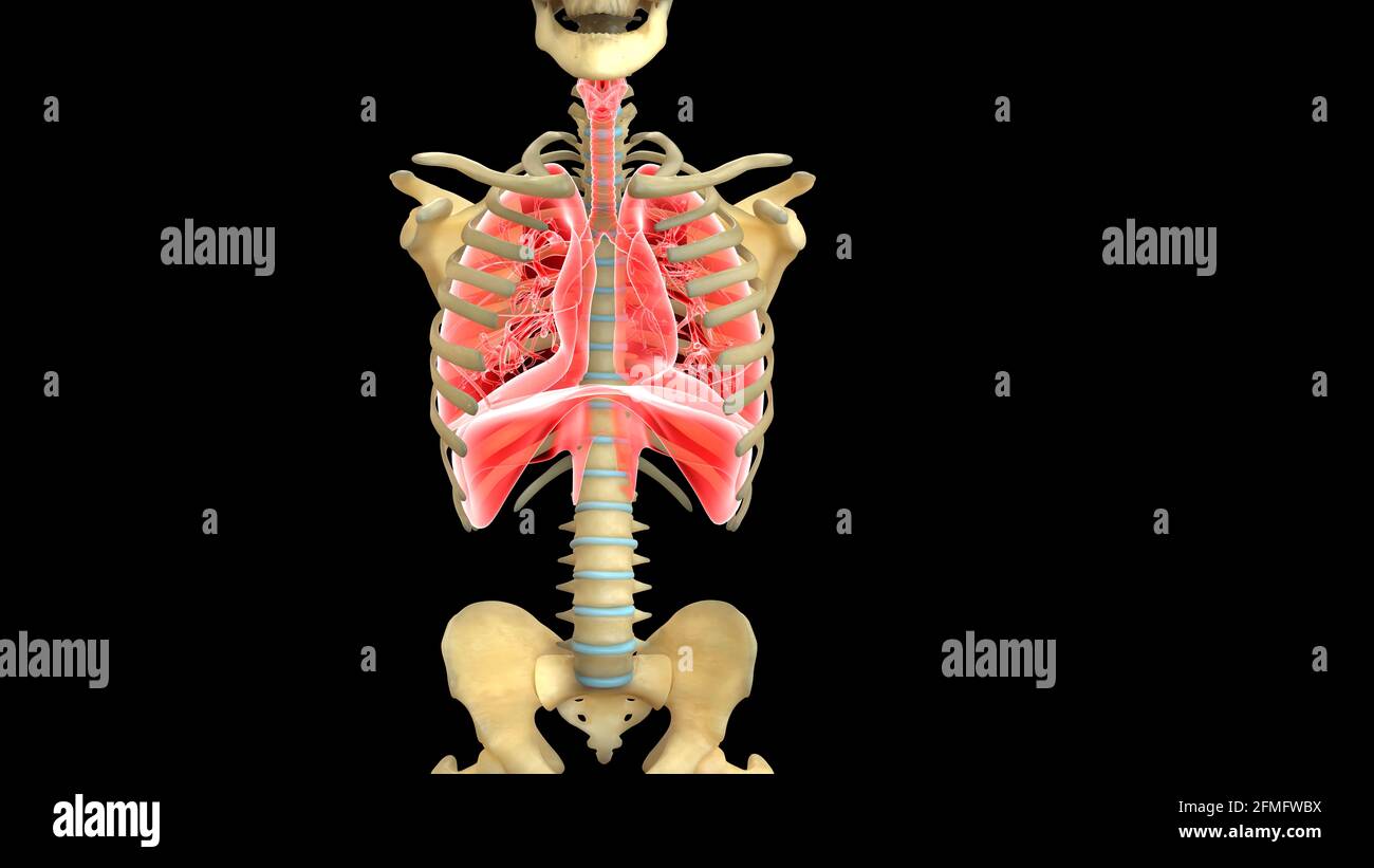 human organ system anatomy 3d illustration Stock Photo - Alamy