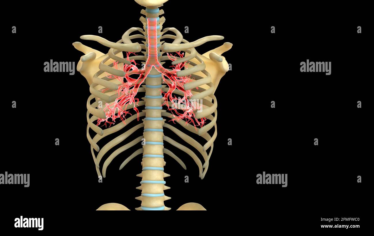 human organ system anatomy 3d illustration Stock Photo - Alamy