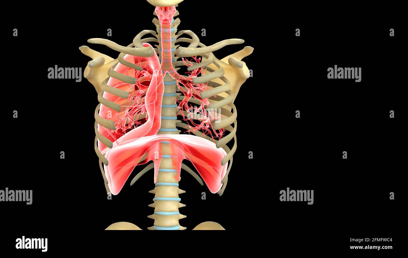 human organ system anatomy 3d illustration Stock Photo - Alamy