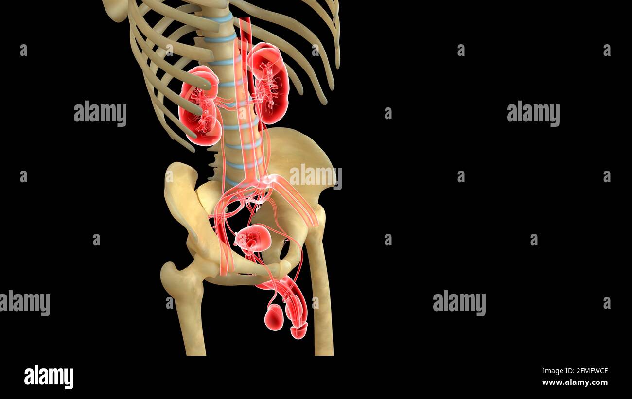 human organ system anatomy 3d illustration Stock Photo - Alamy