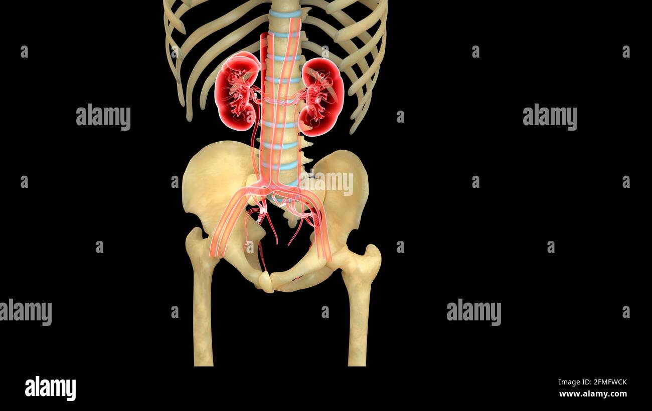 human organ system anatomy 3d illustration Stock Photo - Alamy