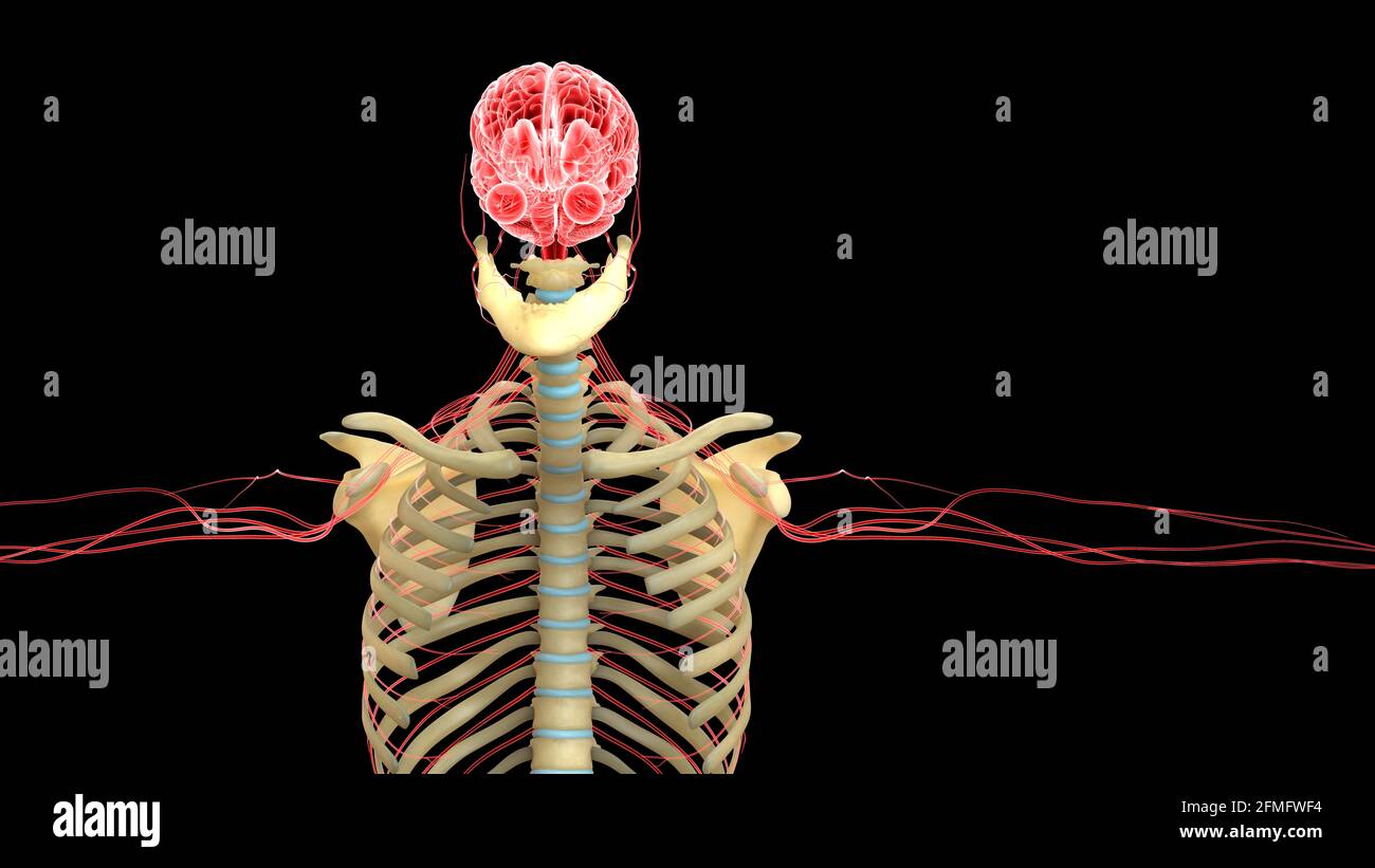 human organ system anatomy 3d illustration Stock Photo - Alamy