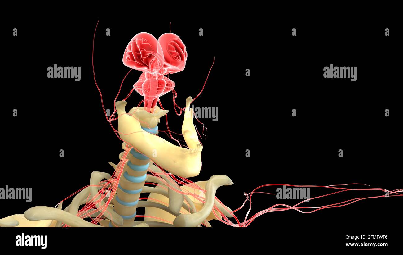human organ system anatomy 3d illustration Stock Photo - Alamy