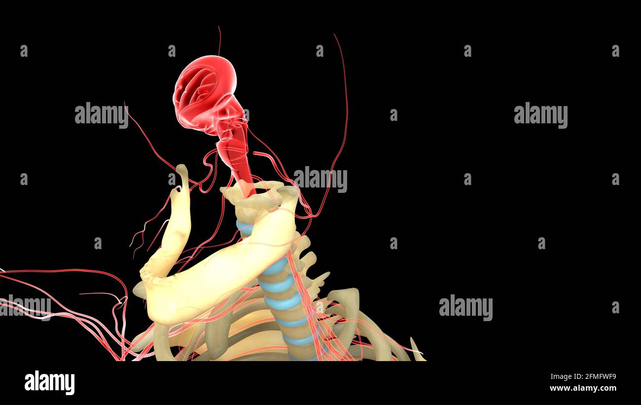 human organ system anatomy 3d illustration Stock Photo - Alamy
