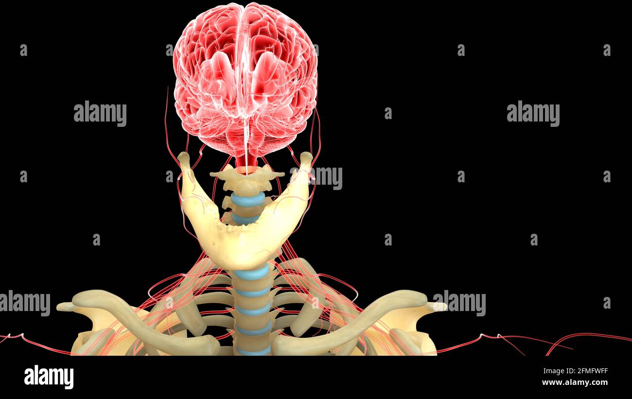 human organ system anatomy 3d illustration Stock Photo - Alamy