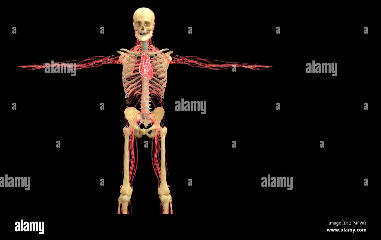 human organ system anatomy 3d illustration Stock Photo - Alamy