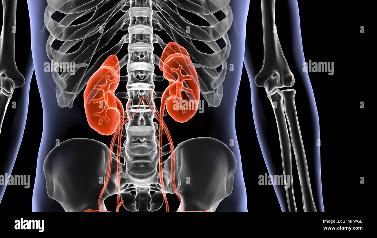 human organ system anatomy 3d illustration Stock Photo - Alamy