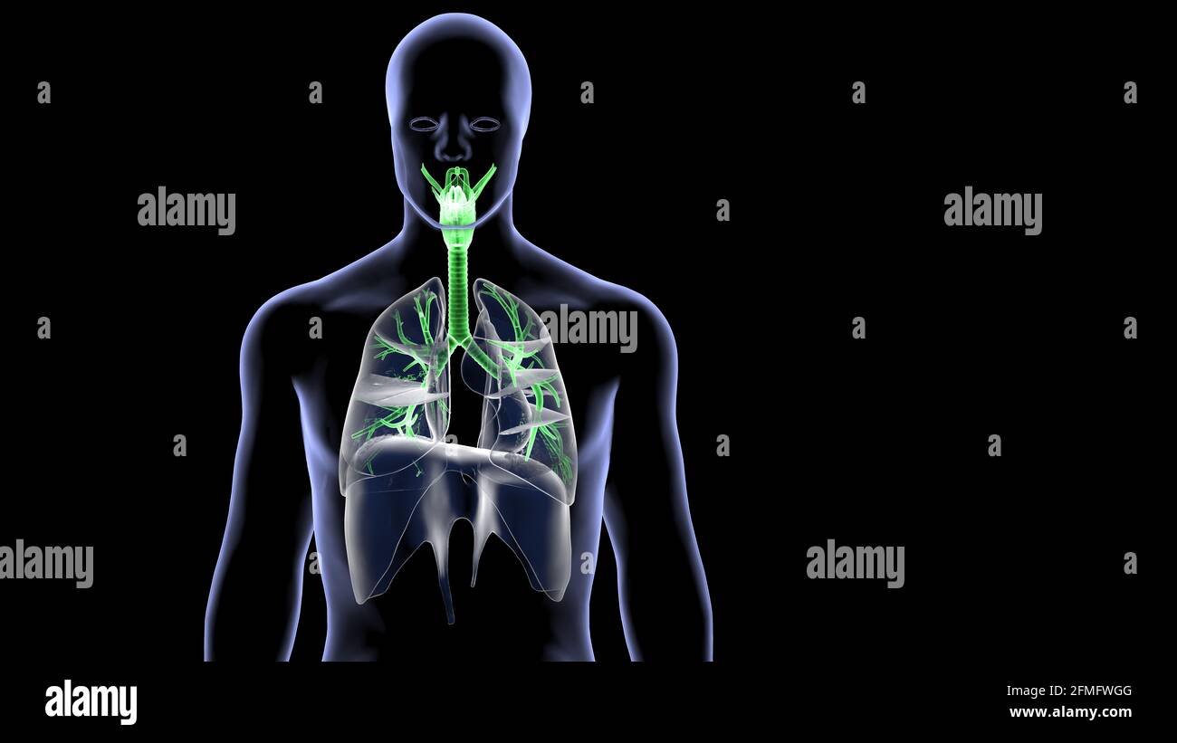 human organ system anatomy 3d illustration Stock Photo - Alamy