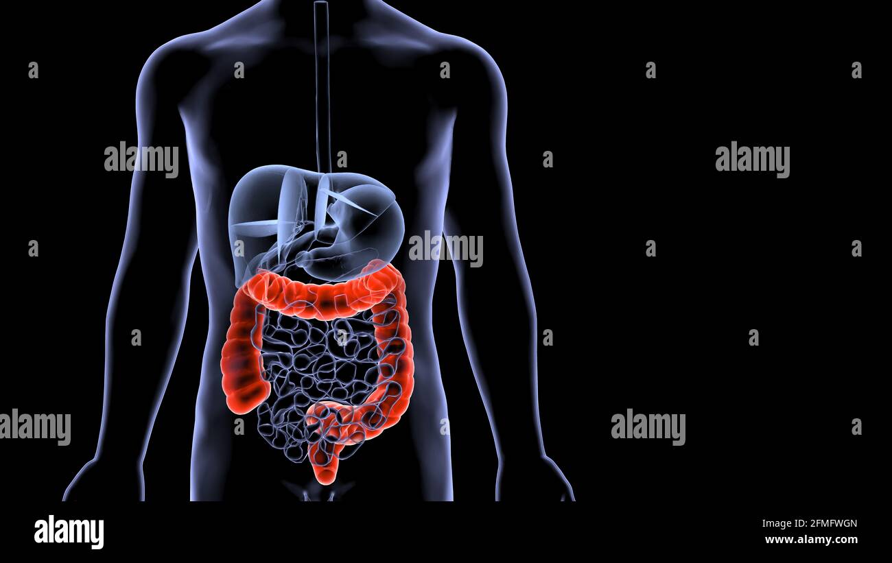 human organ system anatomy 3d illustration Stock Photo - Alamy