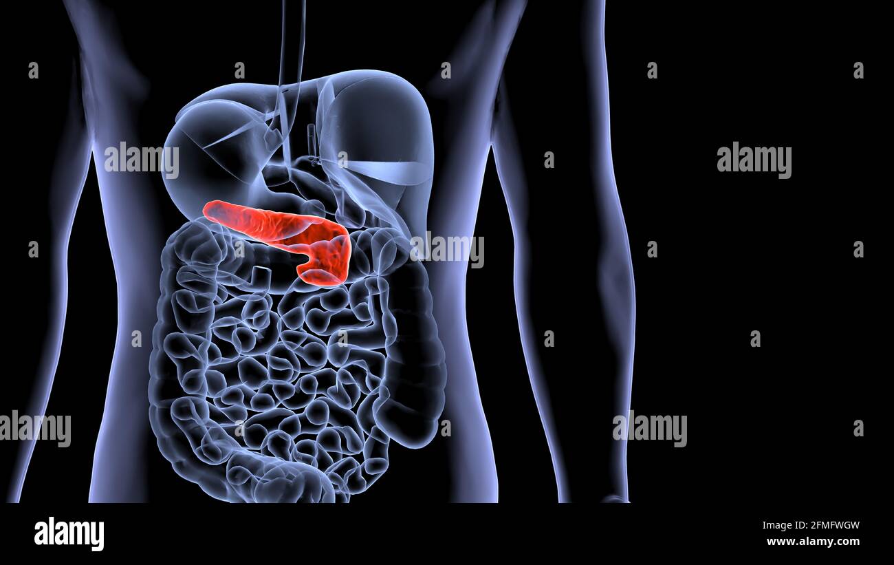 human organ system anatomy 3d illustration Stock Photo - Alamy