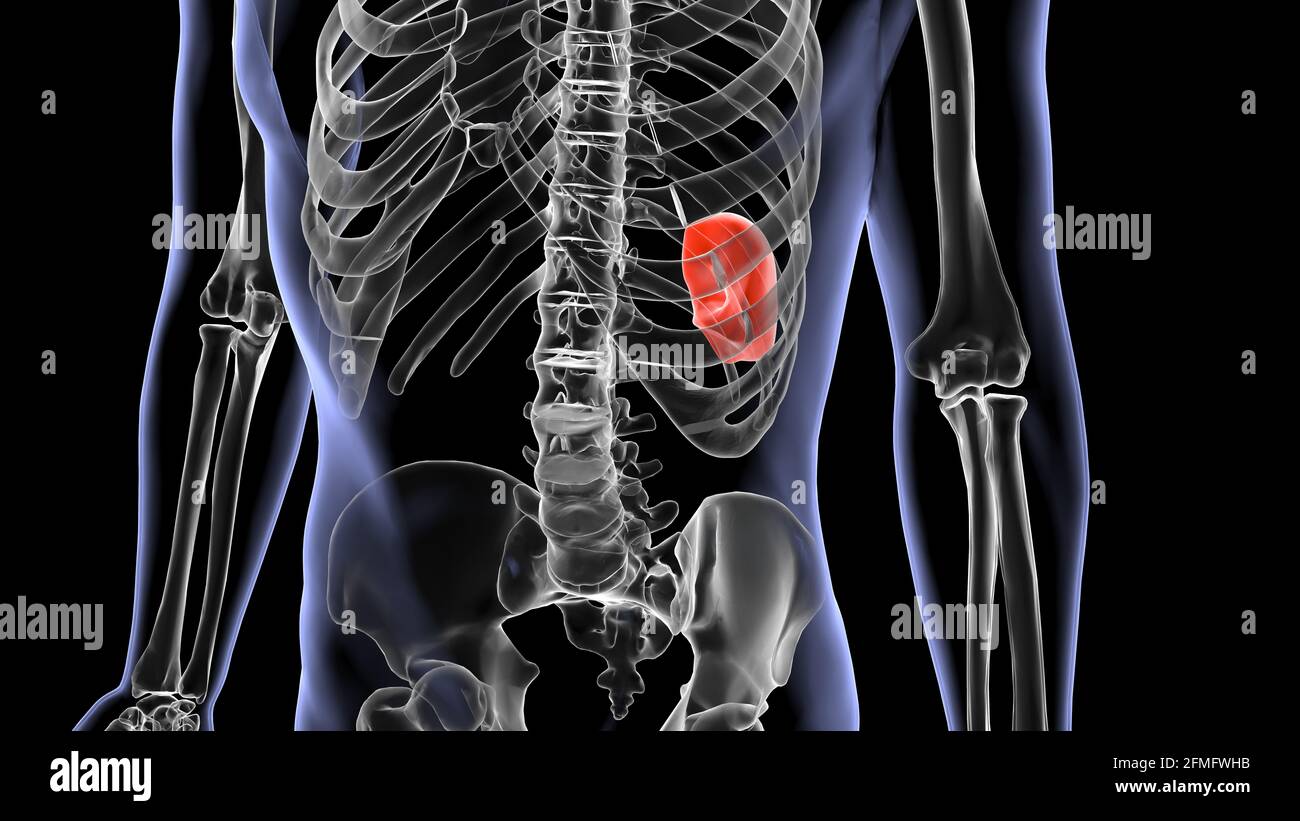 human organ system anatomy 3d illustration Stock Photo - Alamy