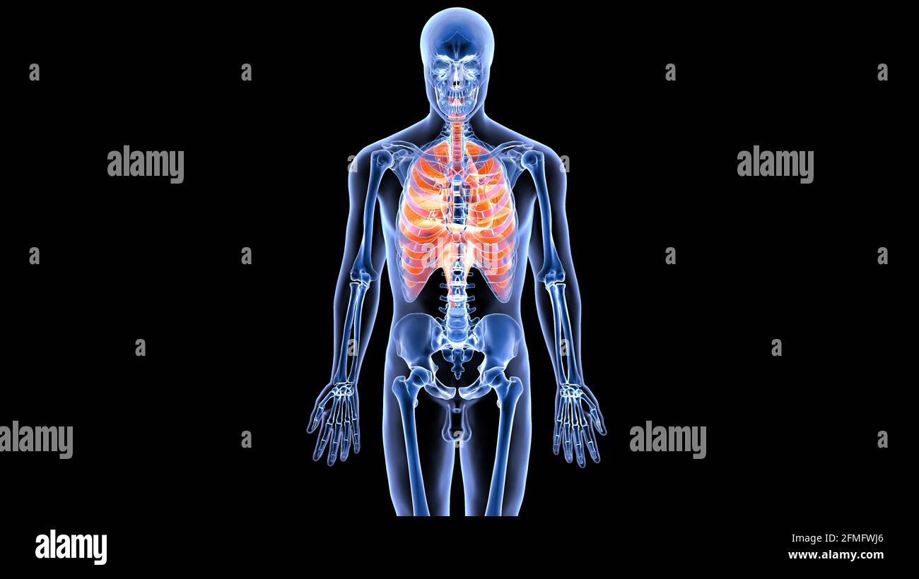 Human Body System Wallpaper