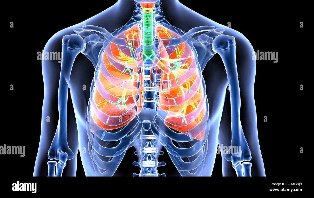 human organ system anatomy 3d illustration Stock Photo - Alamy