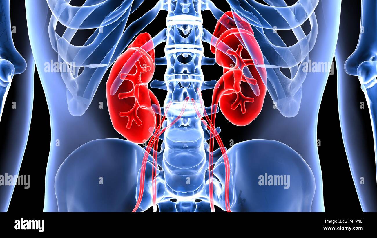 human organ system anatomy 3d illustration Stock Photo - Alamy