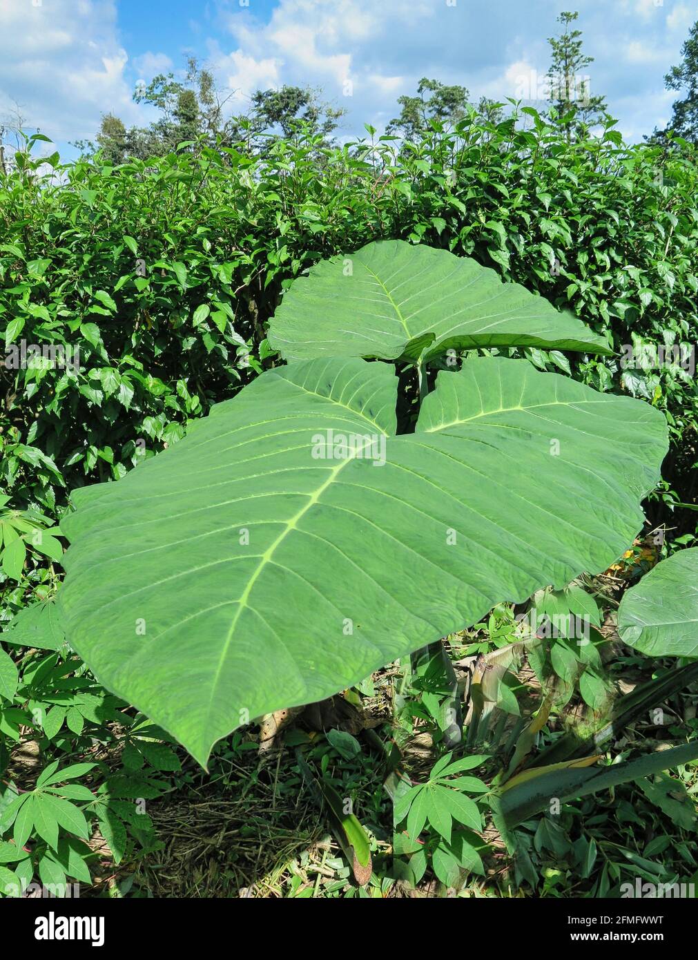 Giant Leaf, Costa Rican jungle Stock Photo - Alamy