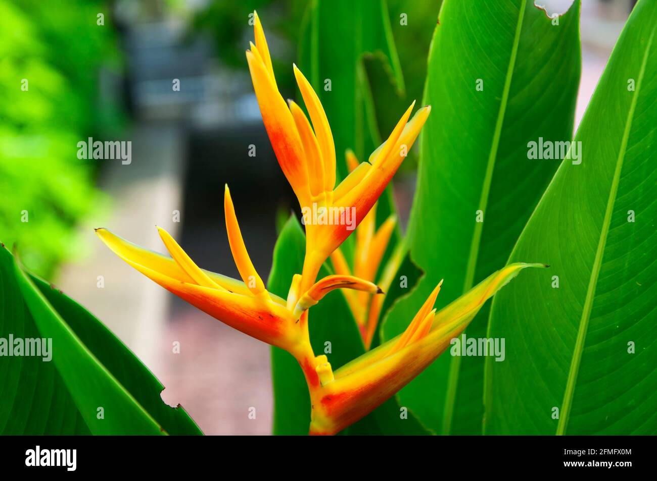 A flowering parrot flower, heliconia psittacorum, against green leaf ...