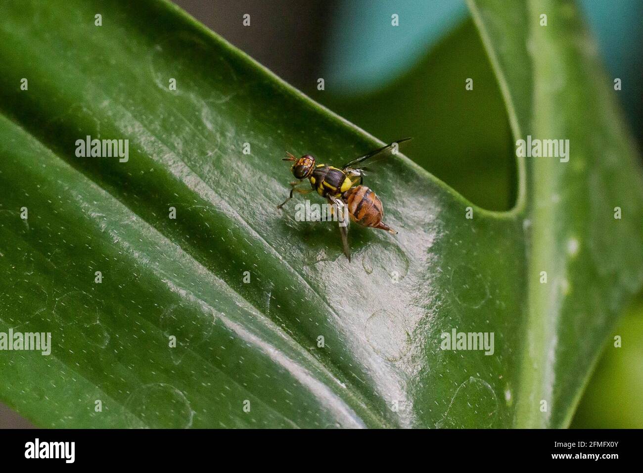 Manila. 9th May, 2021. An oriental fruit fly is seen at a park in ...