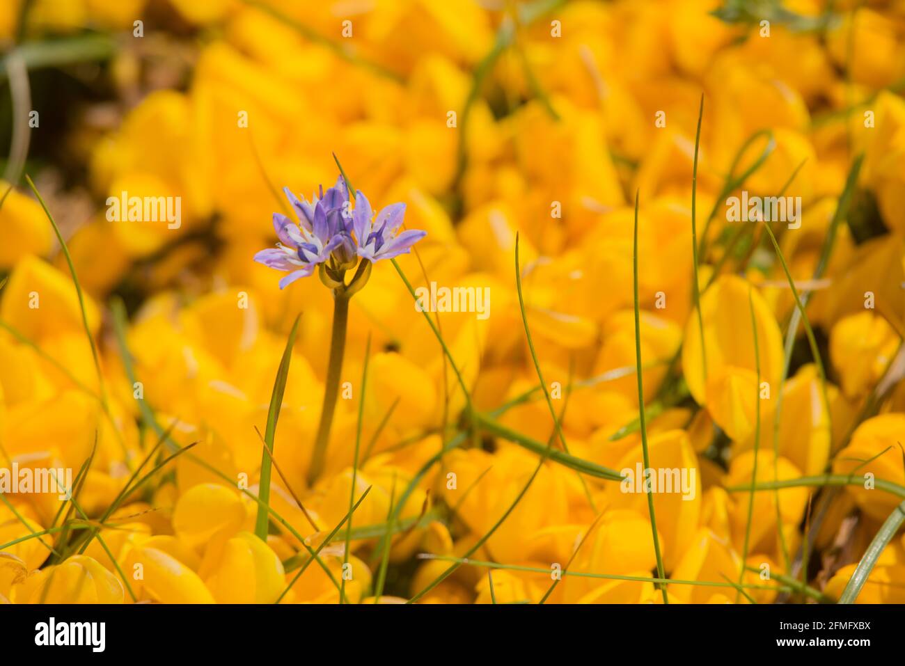 Spring squill growing in prostrate broom, Wales, UK Stock Photo - Alamy
