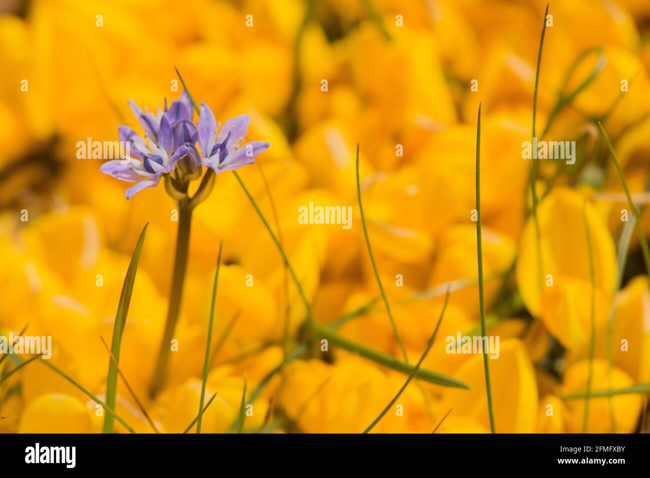 Spring squill growing in prostrate broom, Wales, UK Stock Photo - Alamy