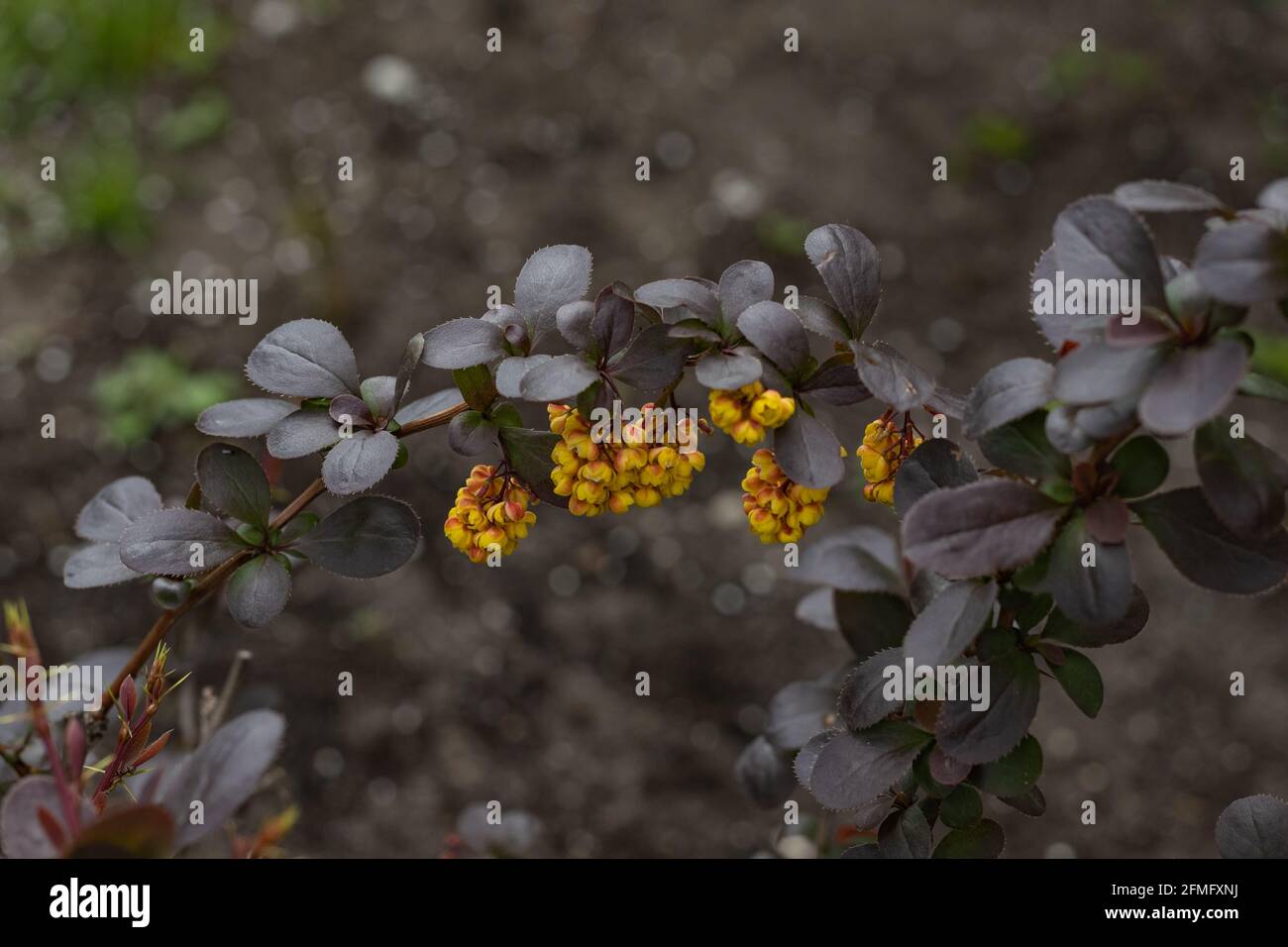 Beautiful shrub detail of Mahonia Aquifolium red leaves yellow buds and ...