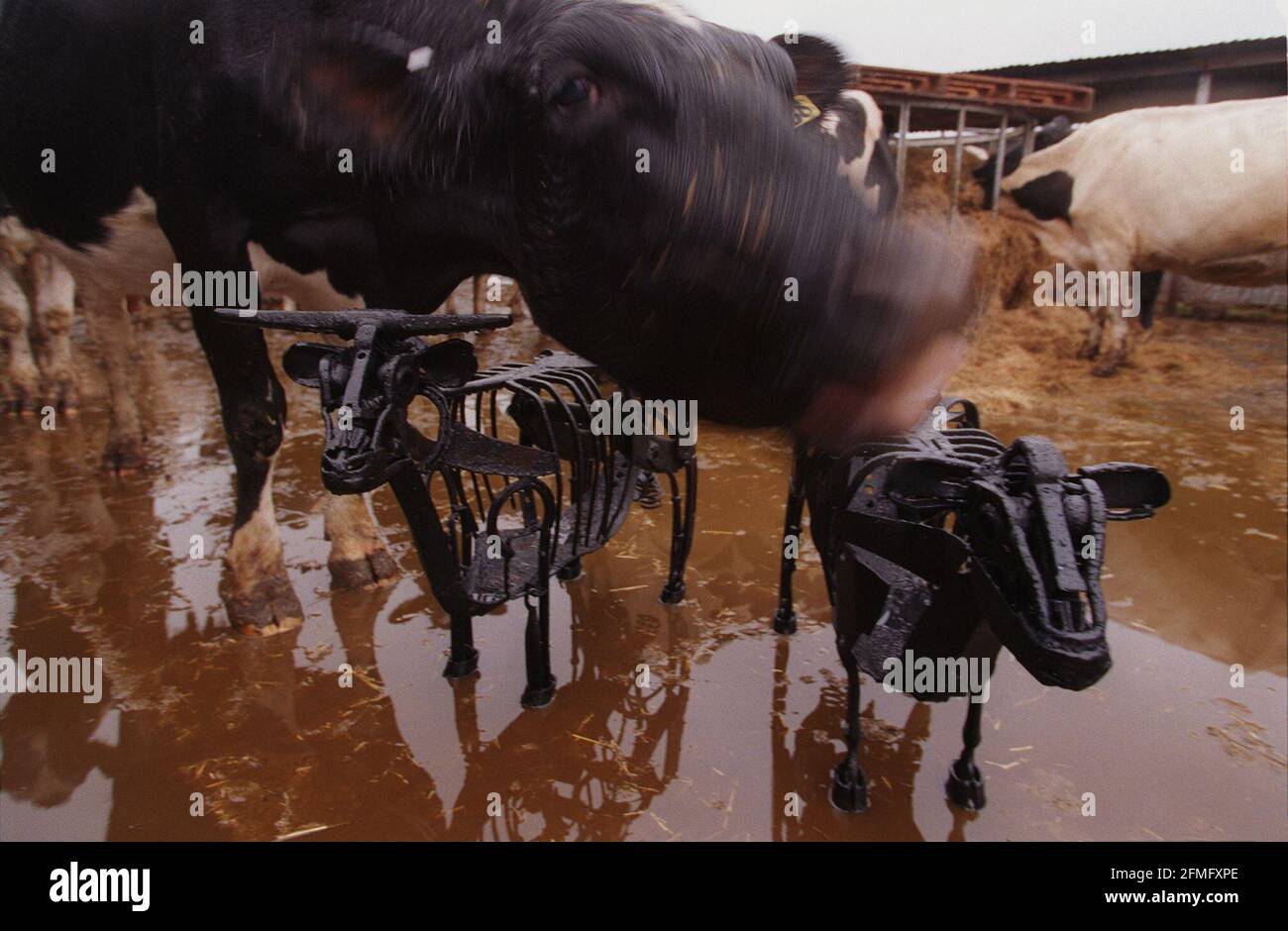 Cattle Cows David Vincent Sculptures Nov 1998. HARRIET A COW AND HENRY ...