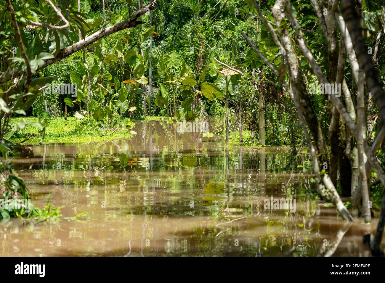Rainy season in the Peruvian Amazon Stock Photo - Alamy