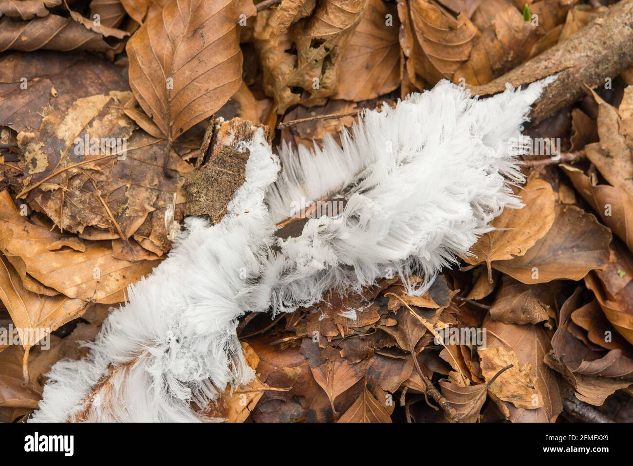 Hair ice formed by fungus on rotting wood, Wales, UK Stock Photo - Alamy