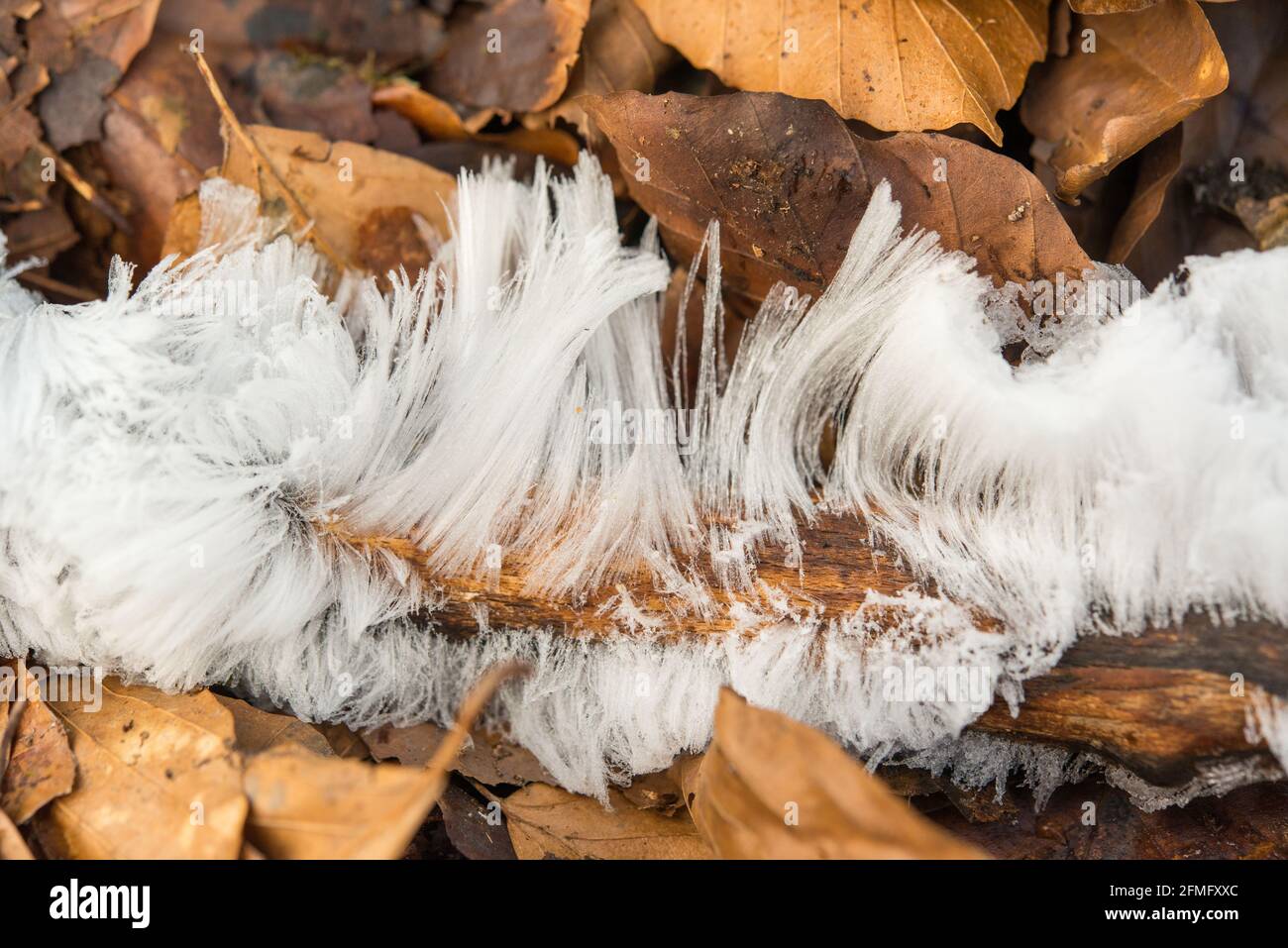 Hair ice formed by fungus on rotting wood, Wales, UK Stock Photo - Alamy