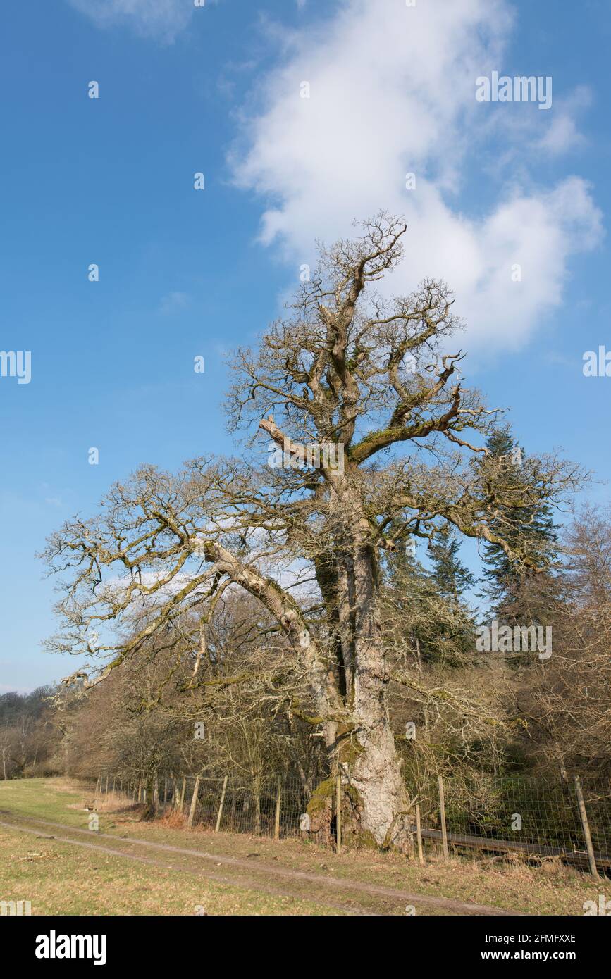 700 year old oak tree, Dinefwr, Llandeilo Stock Photo - Alamy