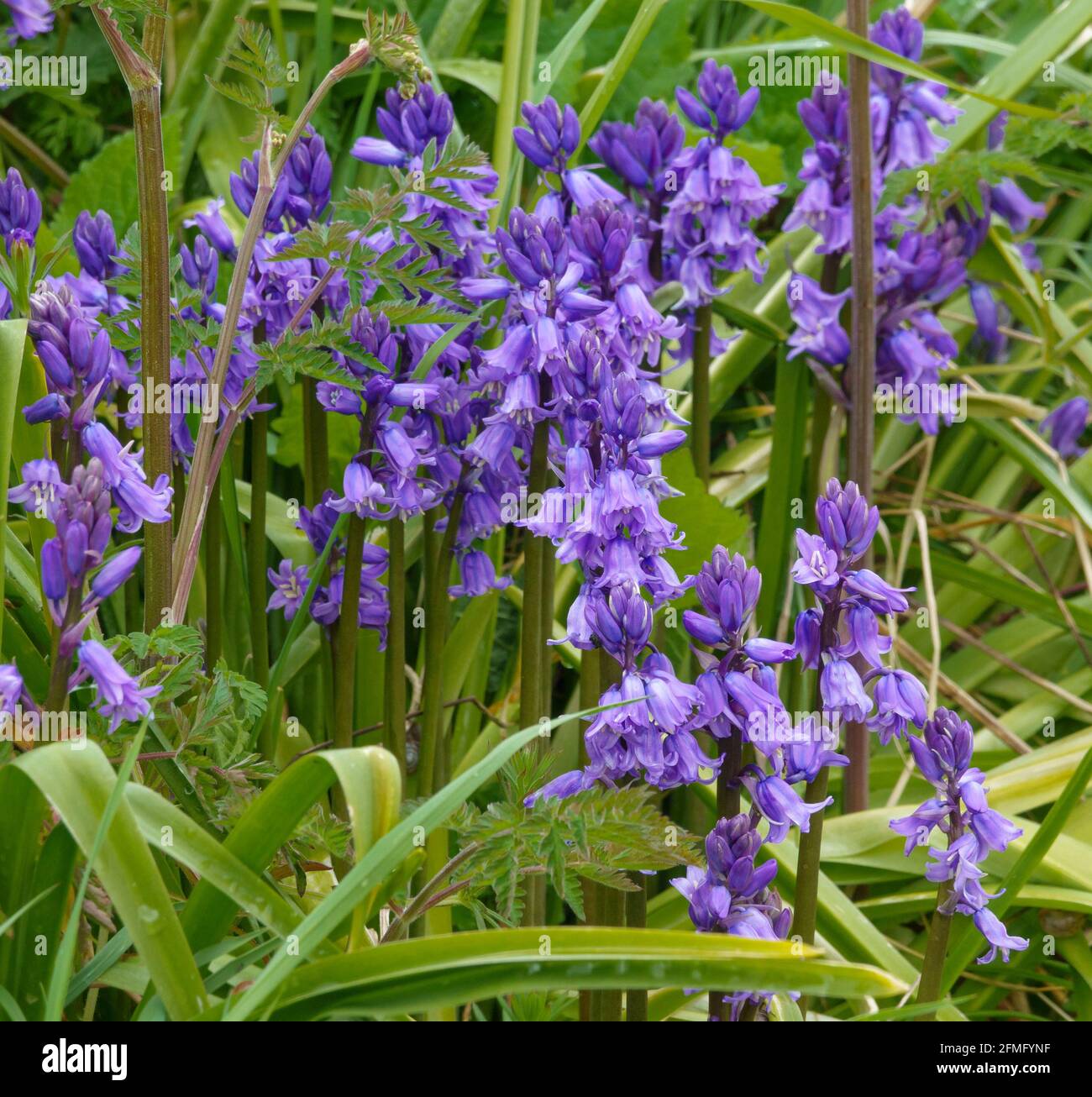 English native plant hi-res stock photography and images - Alamy