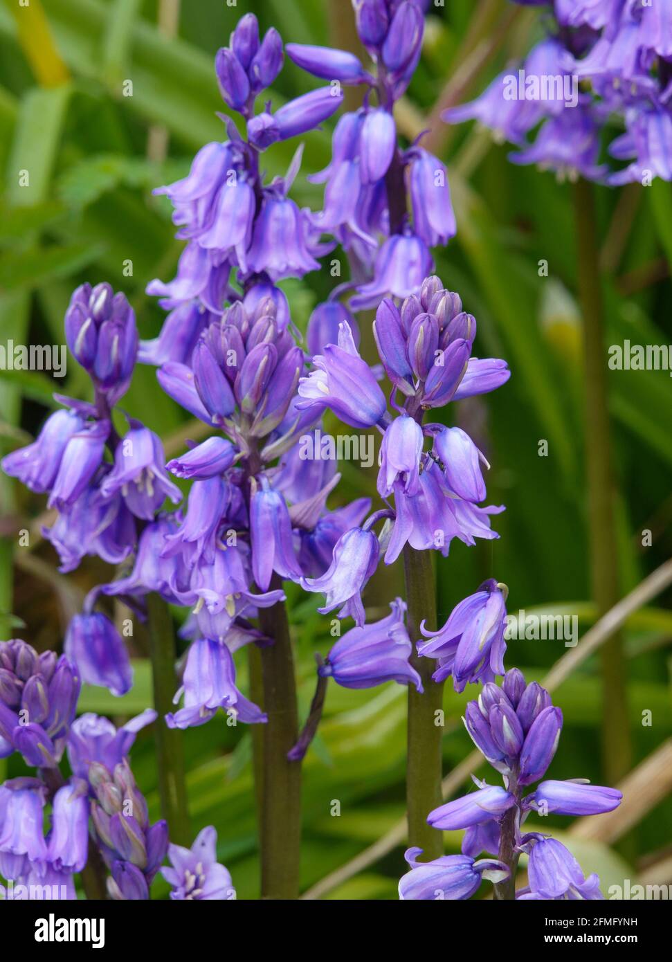Native english plant hi-res stock photography and images - Alamy