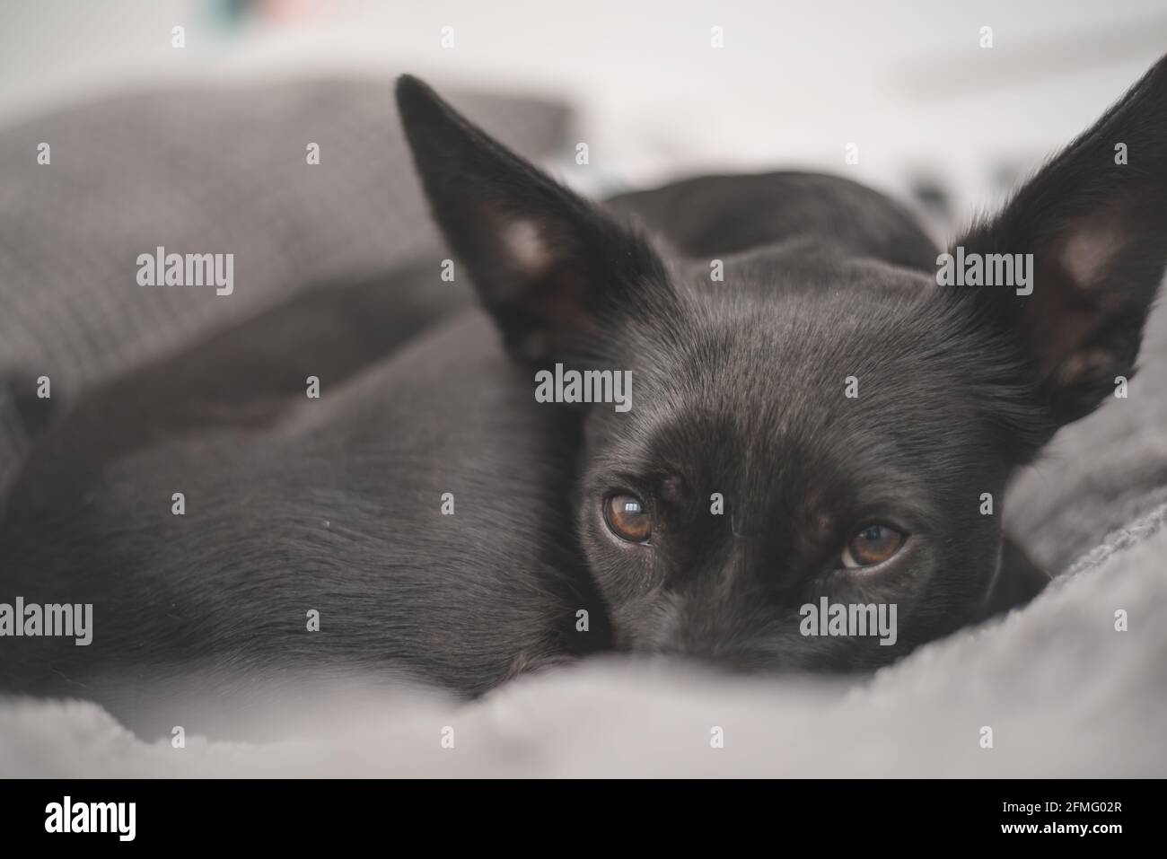 Black dog with sad eyes - mistreated rescue dog finds a new home Stock ...