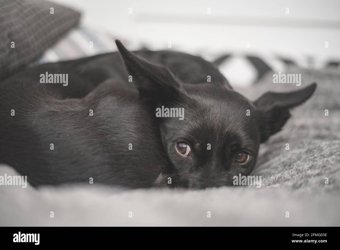 Black dog with sad eyes - mistreated rescue dog finds a new home Stock ...