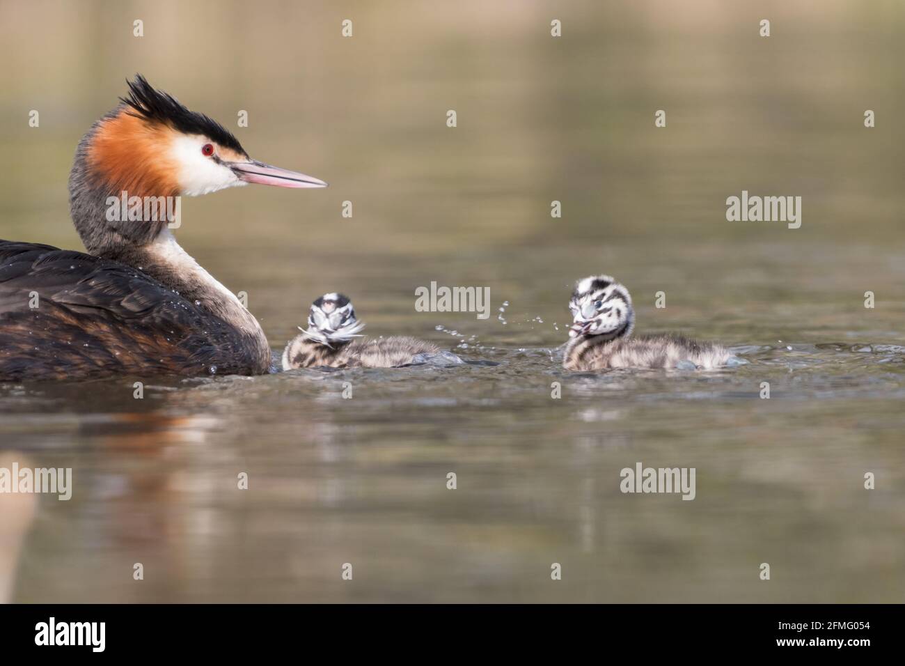 Great crested grebe feeds its young a feather. The parents feed the ...