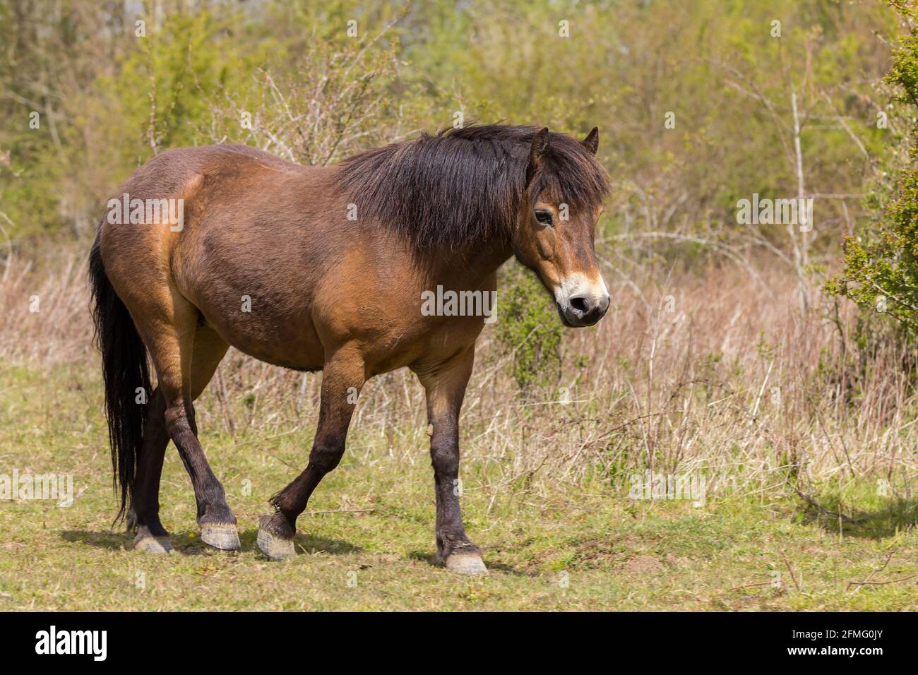 Mealy pangare markings around eyes hi-res stock photography and images ...