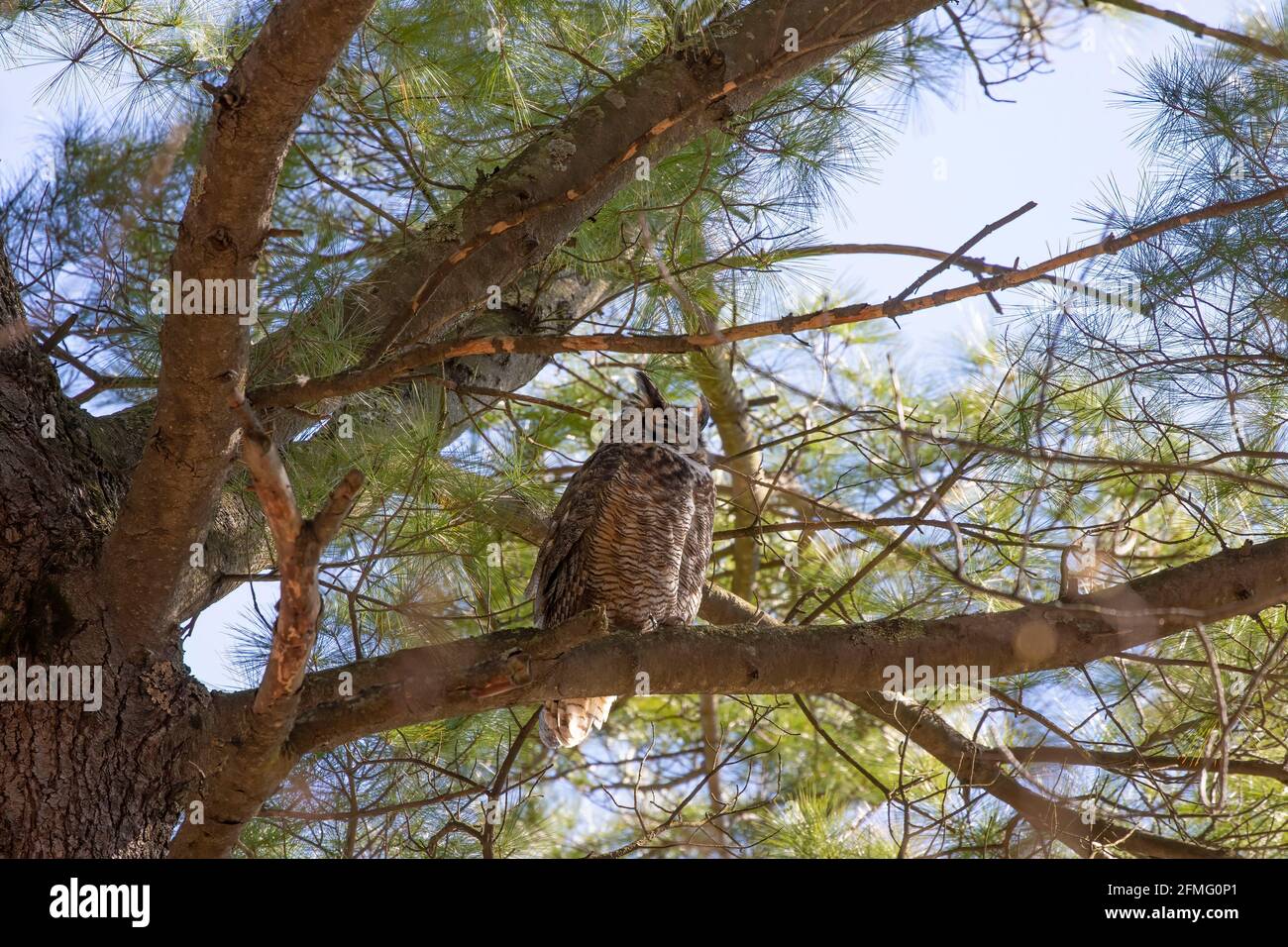 Great horned owl hidden in the crowns of a tree Stock Photo - Alamy
